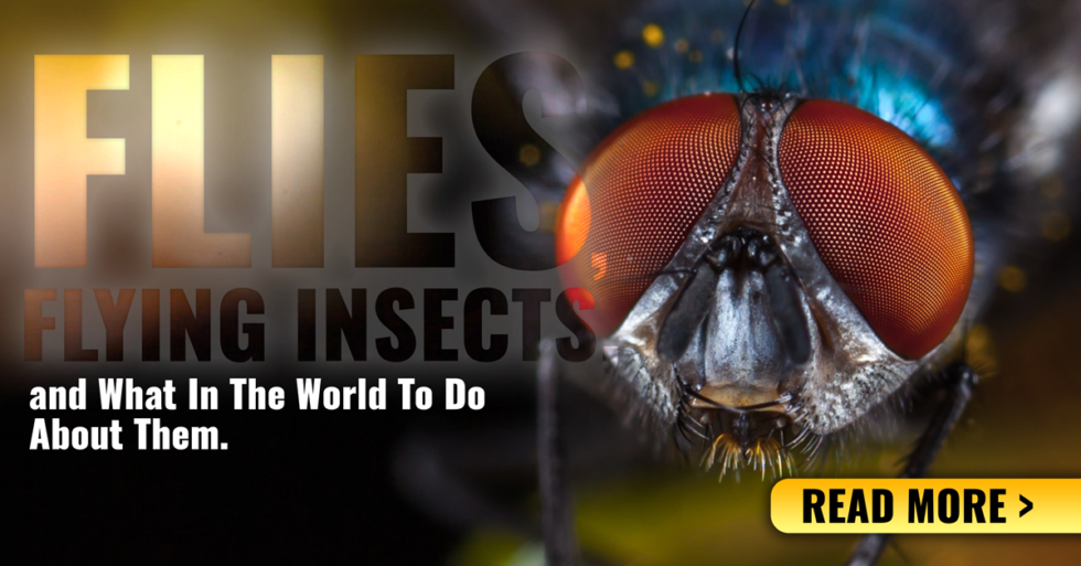 Flies, Flying Insects, and What In The World To Do About Them