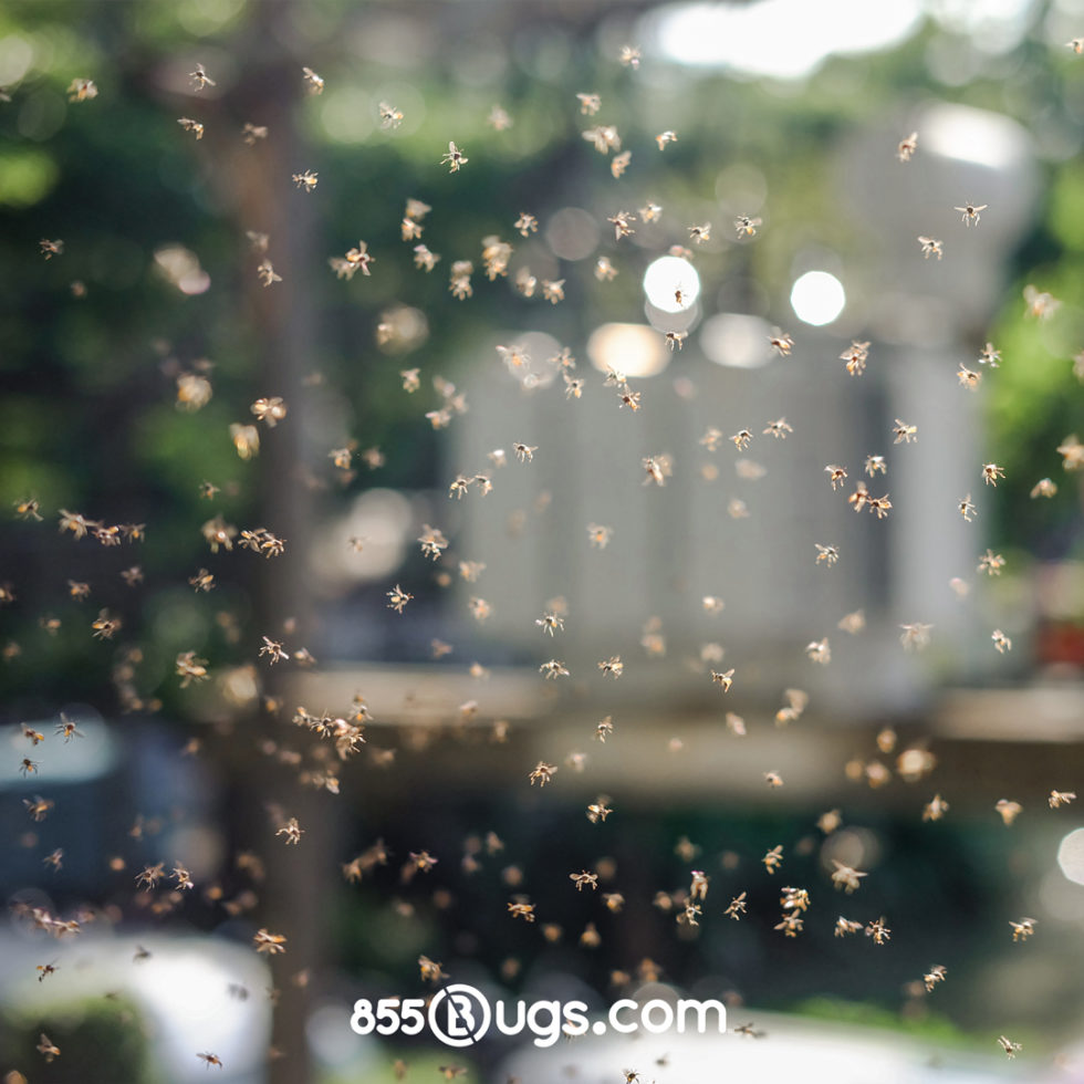 Swarming Insects and Flying Ants