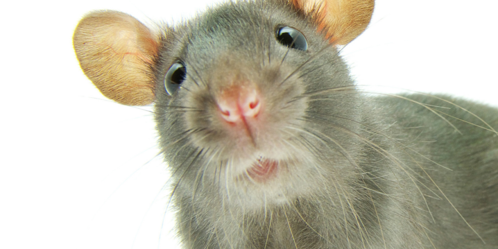 Rats: Essential Facts and Effective Control Methods | 855Bugs - Pest ...