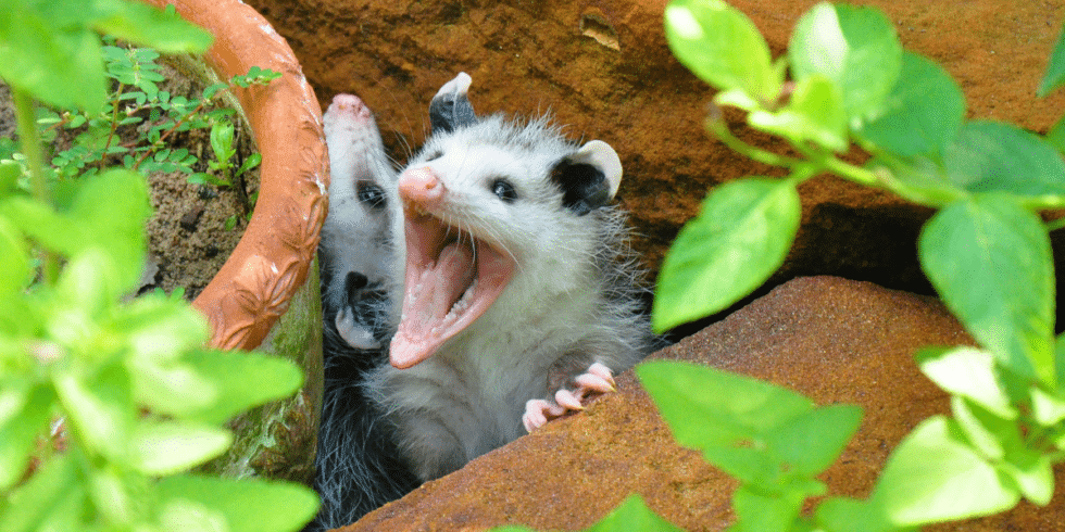 Opossums (possums): A Guide to Their Habits and Habitat | 855Bugs ...